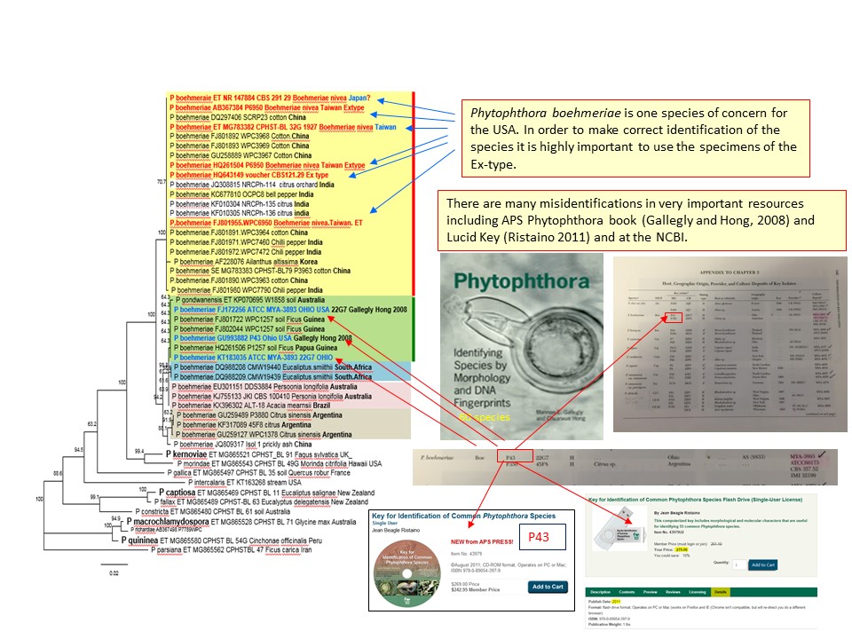 Phytophthora boehmeriae | IDphy